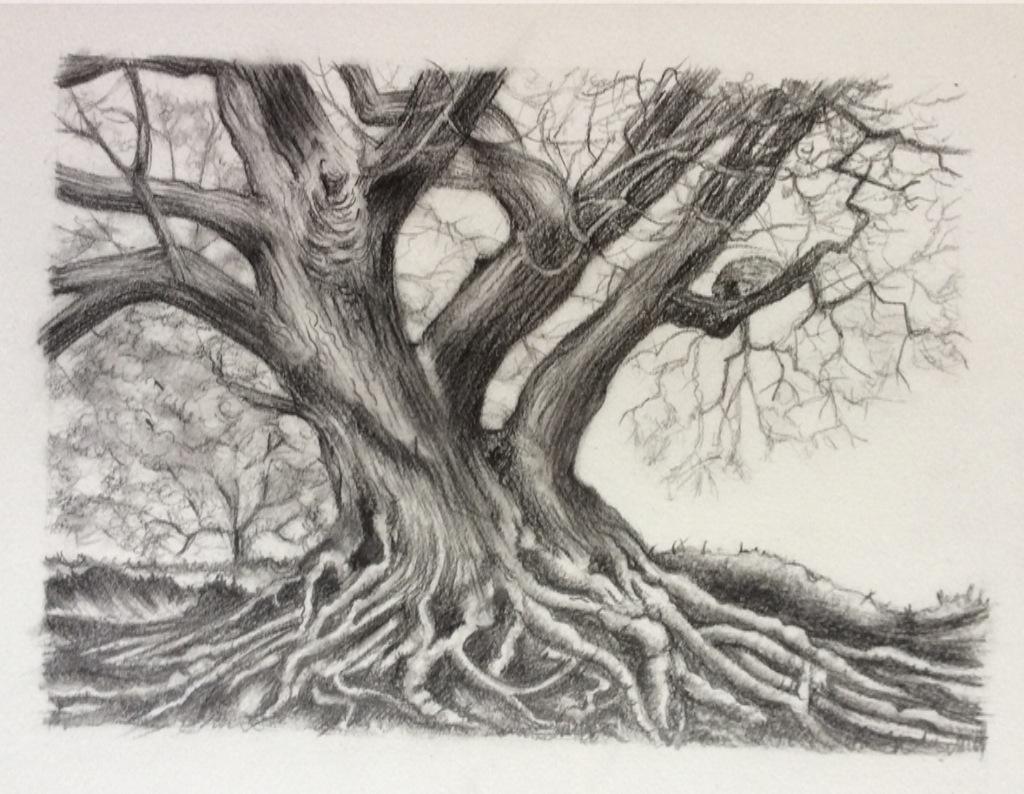 Oak Tree With Roots Sketch
