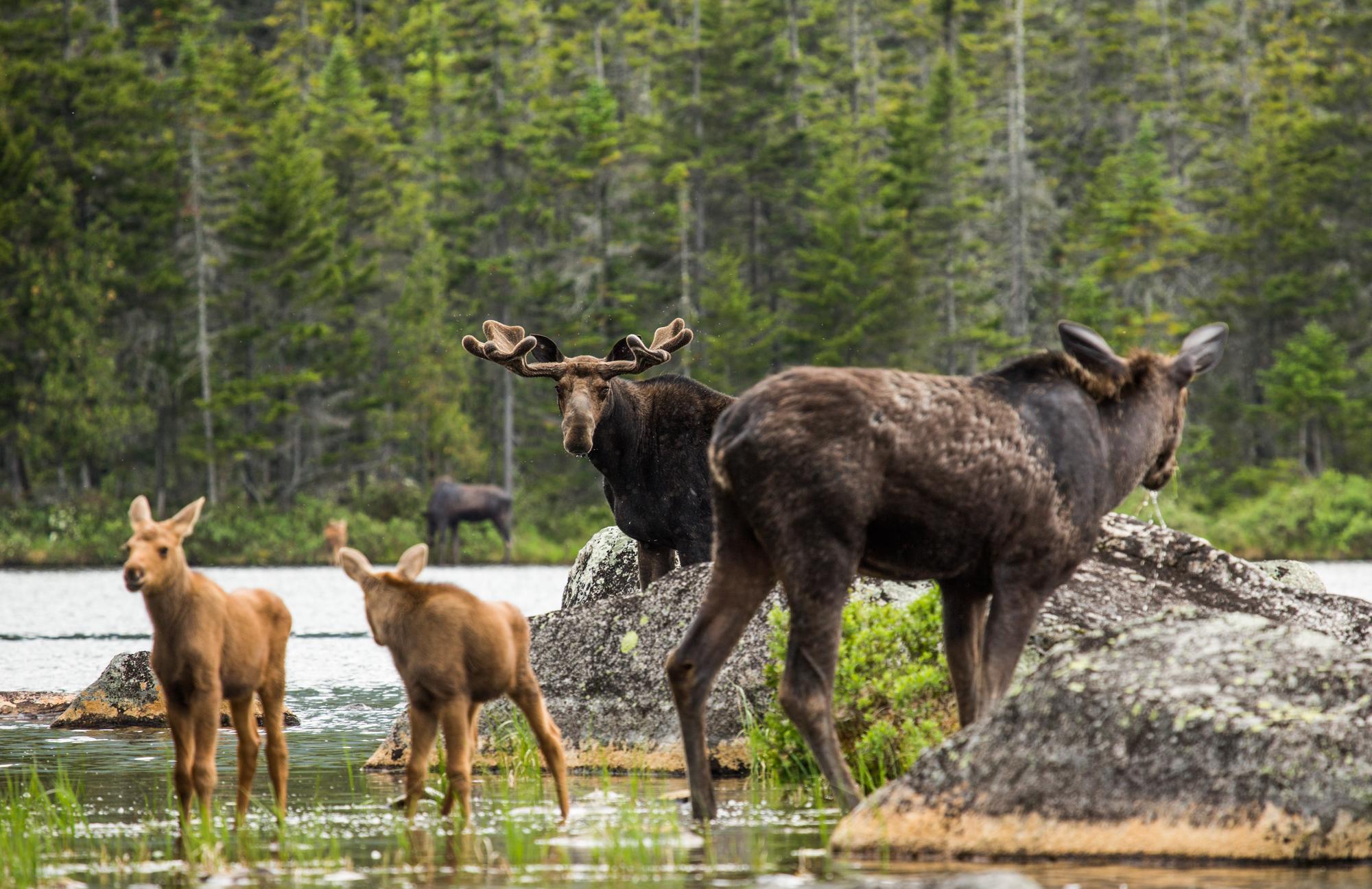 Dad Moose