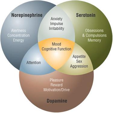 Neurotransmitters Chart