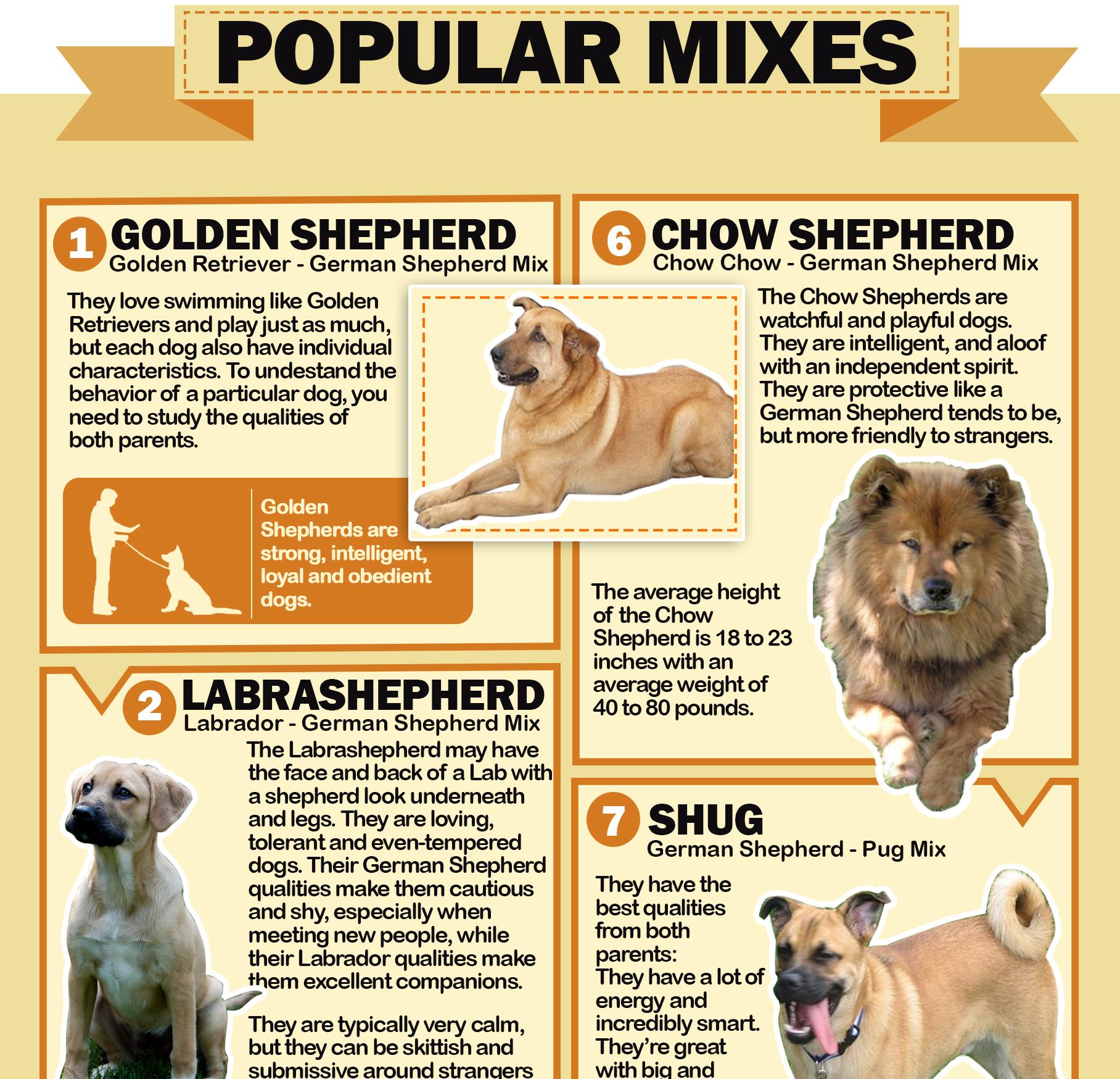 German Shepherd Yellow Lab Chow Mix