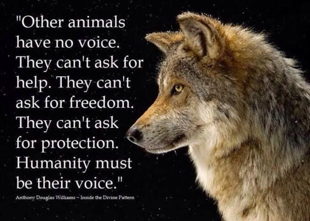 Empathy Pictures With Animals