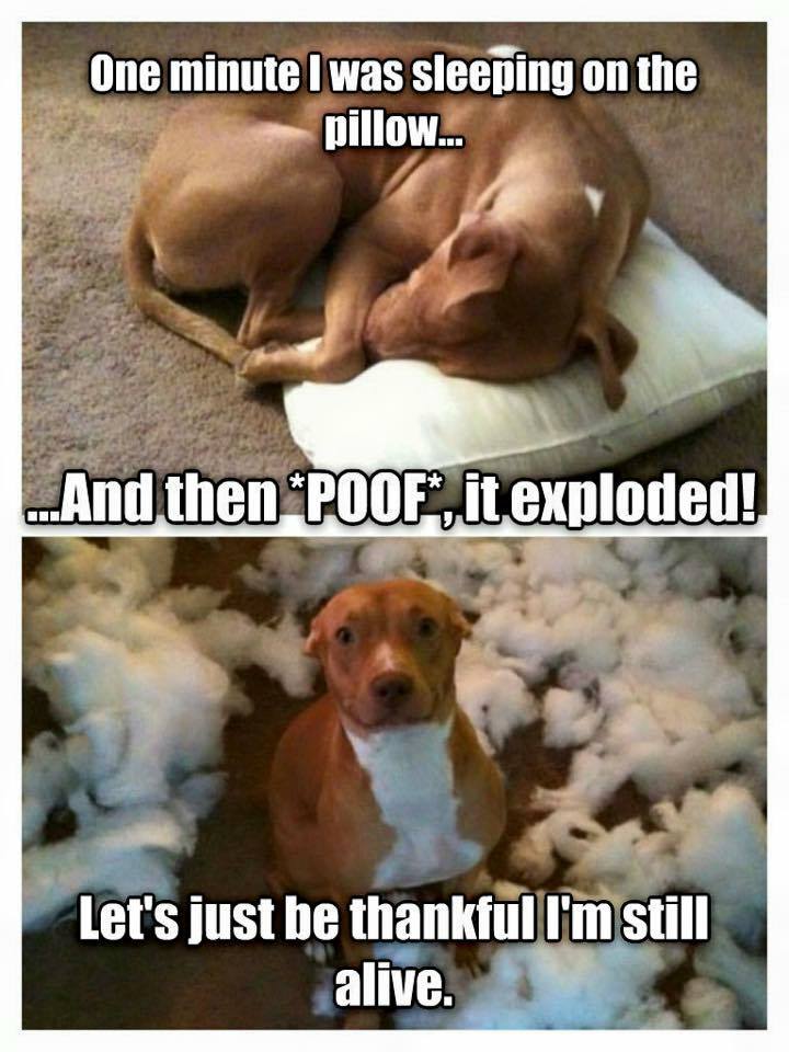 Dog Meme I Just Exploded