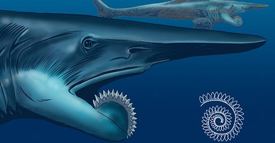 Evolution Of Sharks Timeline