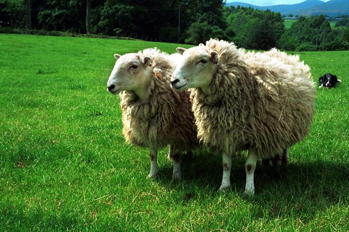 Morag The Sheep Ornaments Home Décor Home & Living etna.com.pe