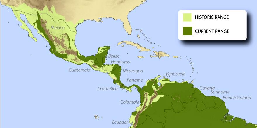 Jaguar Historic Range