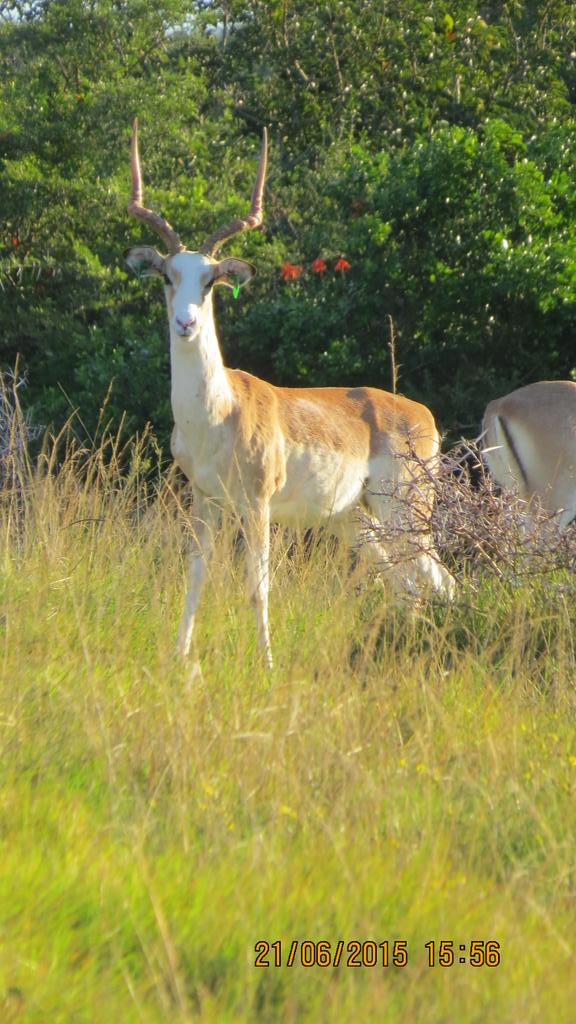 In South Africa, Ranchers Are Breeding Mutant Animals To Be, 58% OFF