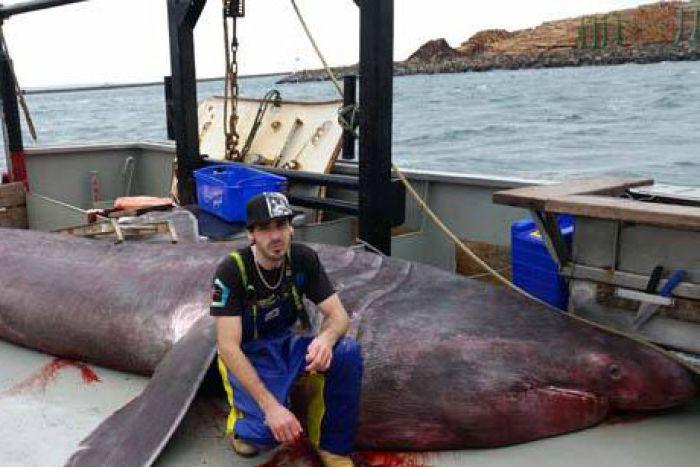 Shark Bycatch