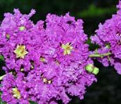 T 1906 - The 'Jarul' is the Maharashtra State Flower .. also called ...