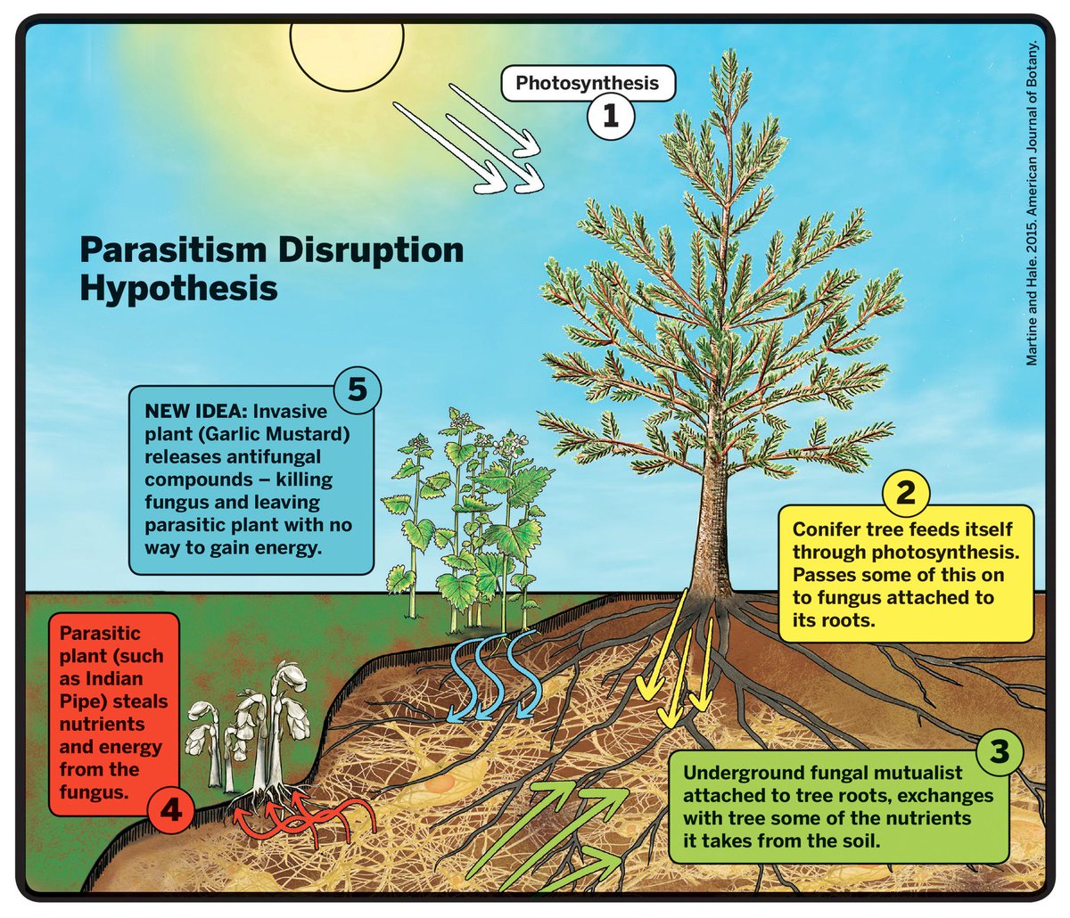 Infographic showing how invasive plant might be causing local ...