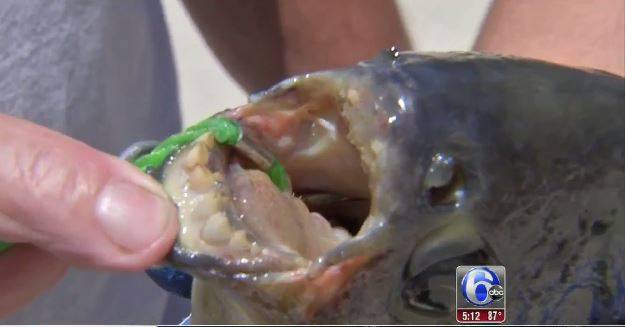 Amazon: 'Nutcracker' fish which chews off men's testicles is sighted ...