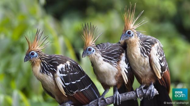 The hoatzin - aka "stink bird” - is the only bird that eats only leaves ...