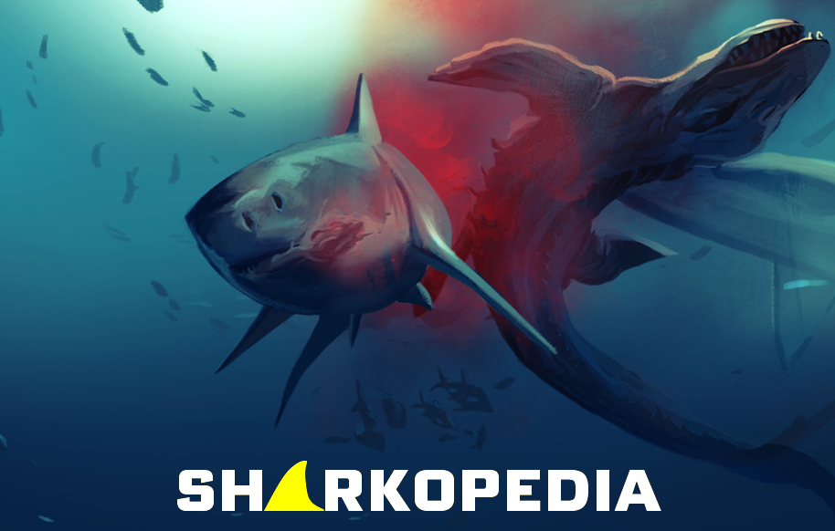 Sharkopedia, the ultimate shark guide, is here >> SharkWeek | Discovery ...