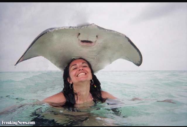 Stingray Photobomb Meme