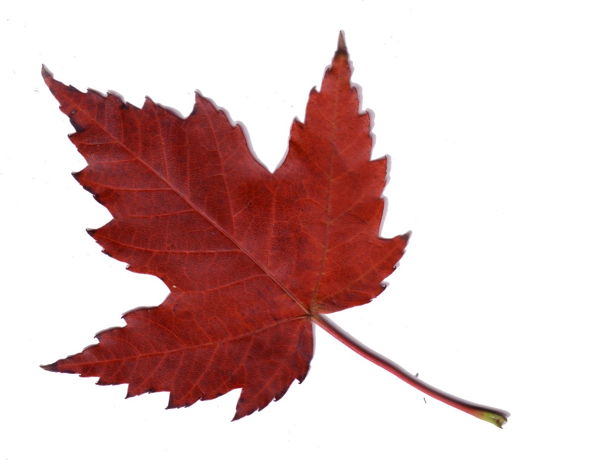 Canadas National Tree