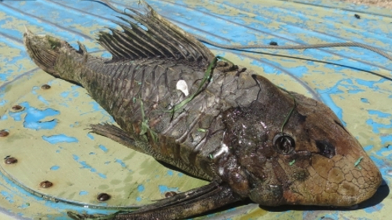 Mutant fish with reptile head and fossilized scales caught in #Russ ...