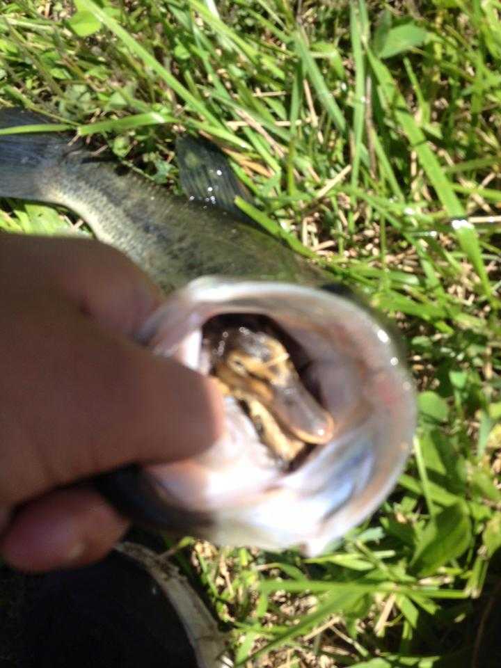 Largemouth Bass Eating Ducklings