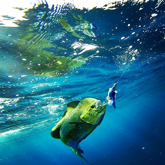 Mahi Mahi Fish Wallpaper