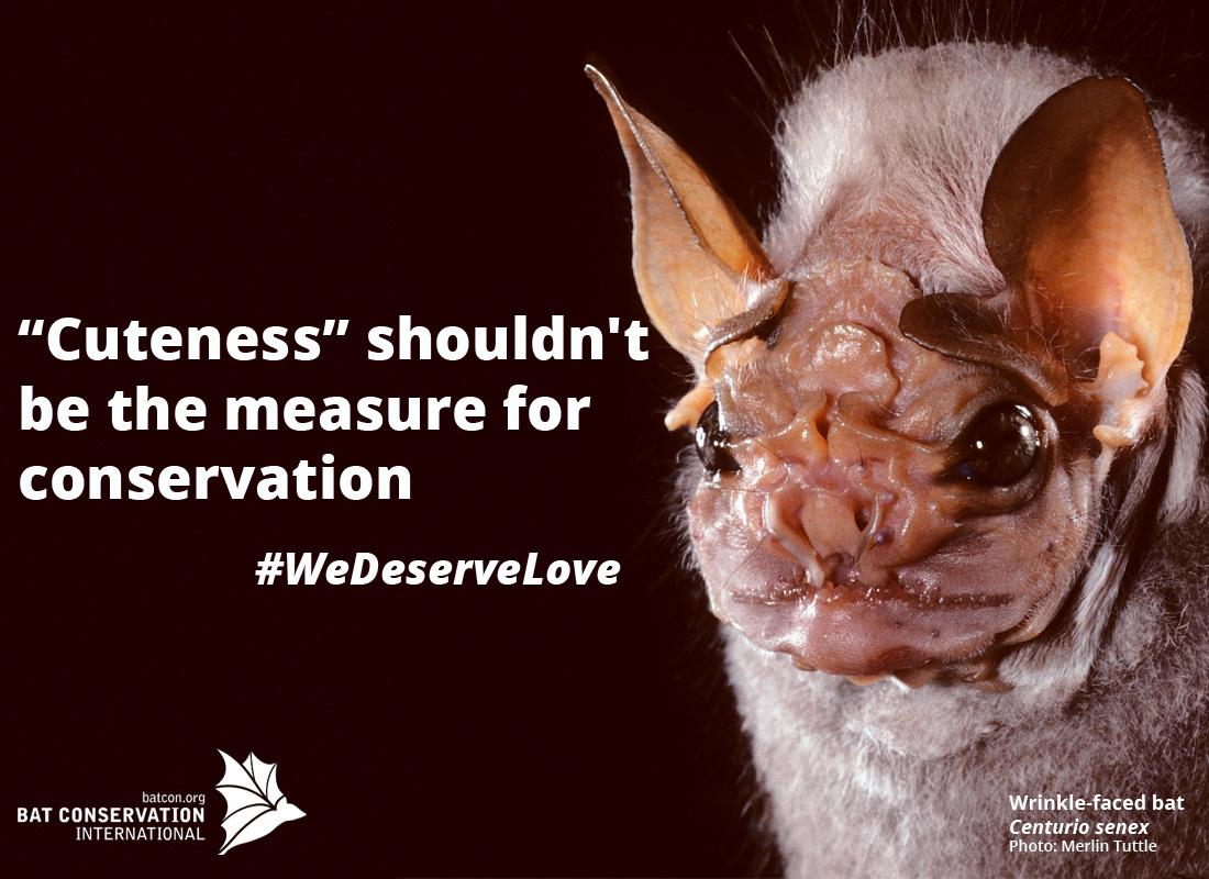 Bat Conservation International