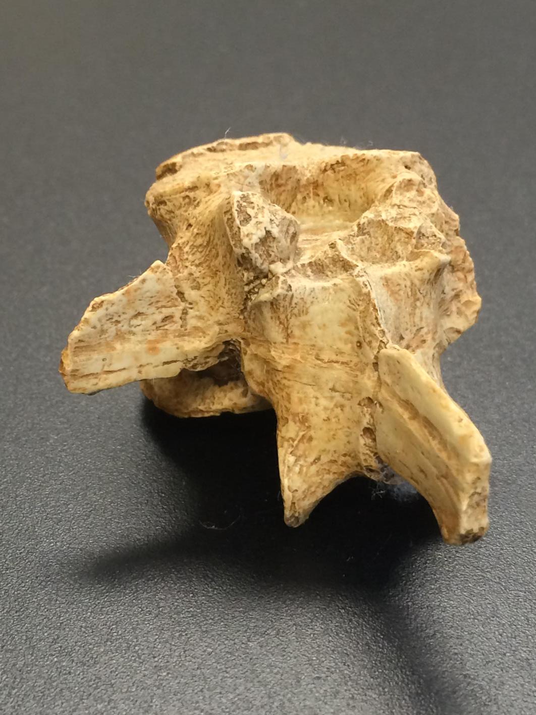 Morotopithecus Bishopi