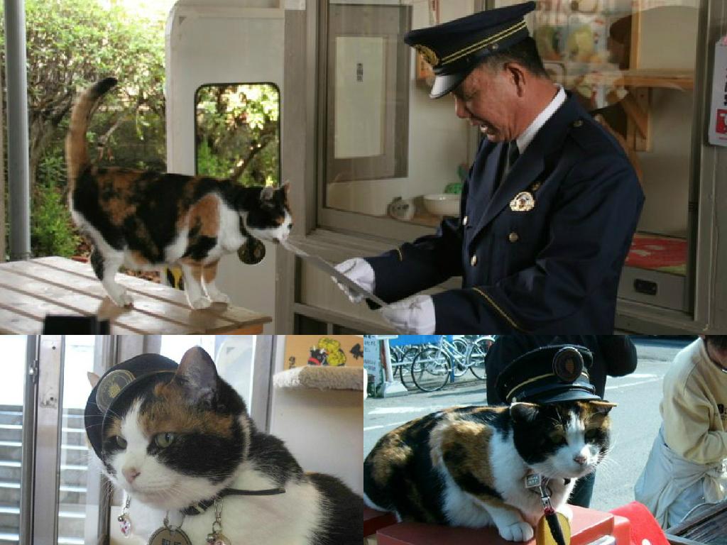 Tama: Japan mourns passing of Tama, the cat station master; elevates ...