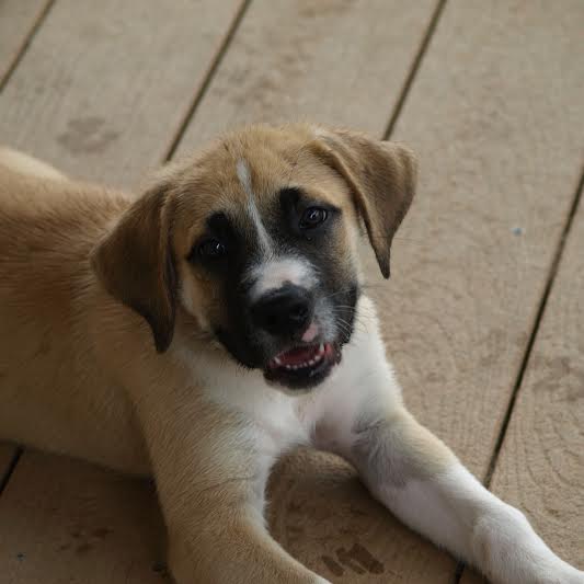 Today's pet for adoption is a Great Pyrenees/Boxer mix puppy named ...