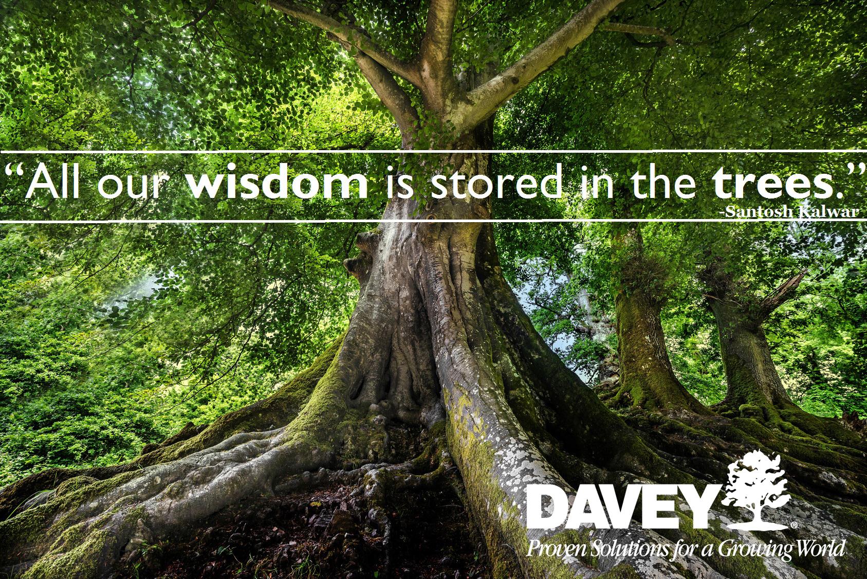 Davey Tree Quotes
