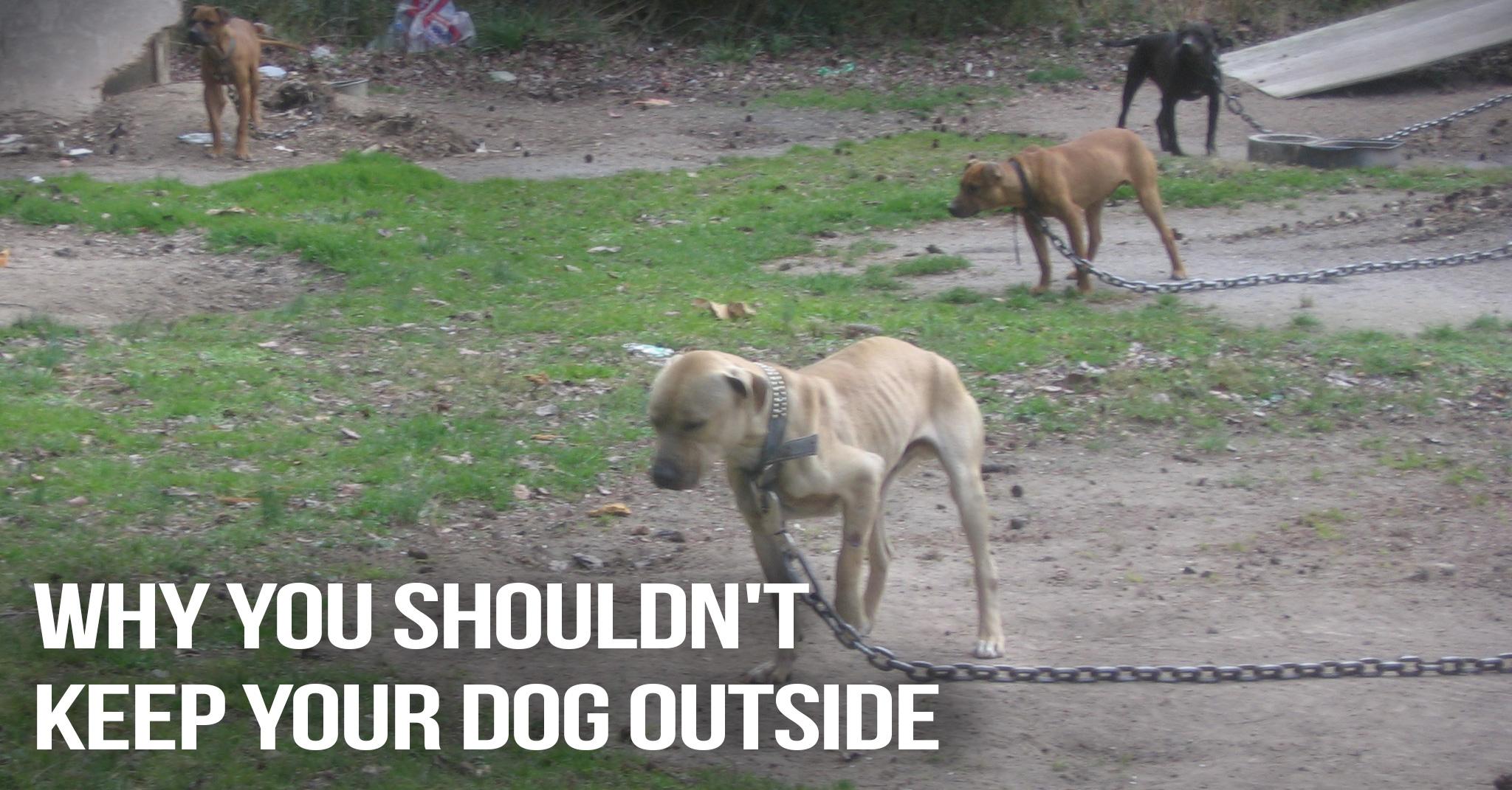 PETA on Twitter: "“It was horrible, the way she suffered.” It's hot—being outside too long can ...