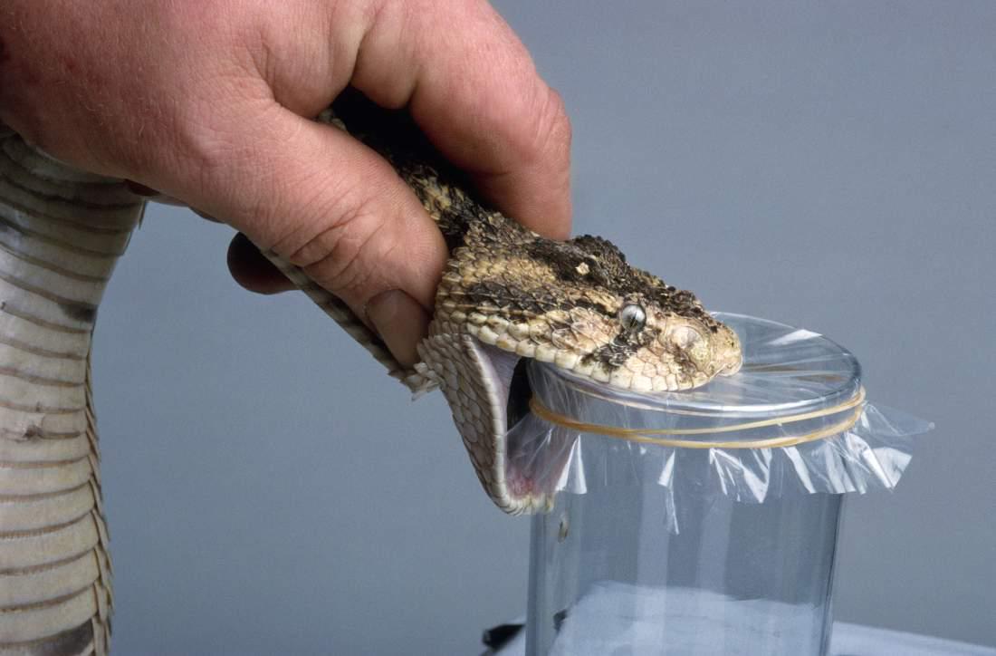 Snake Milking Jobs