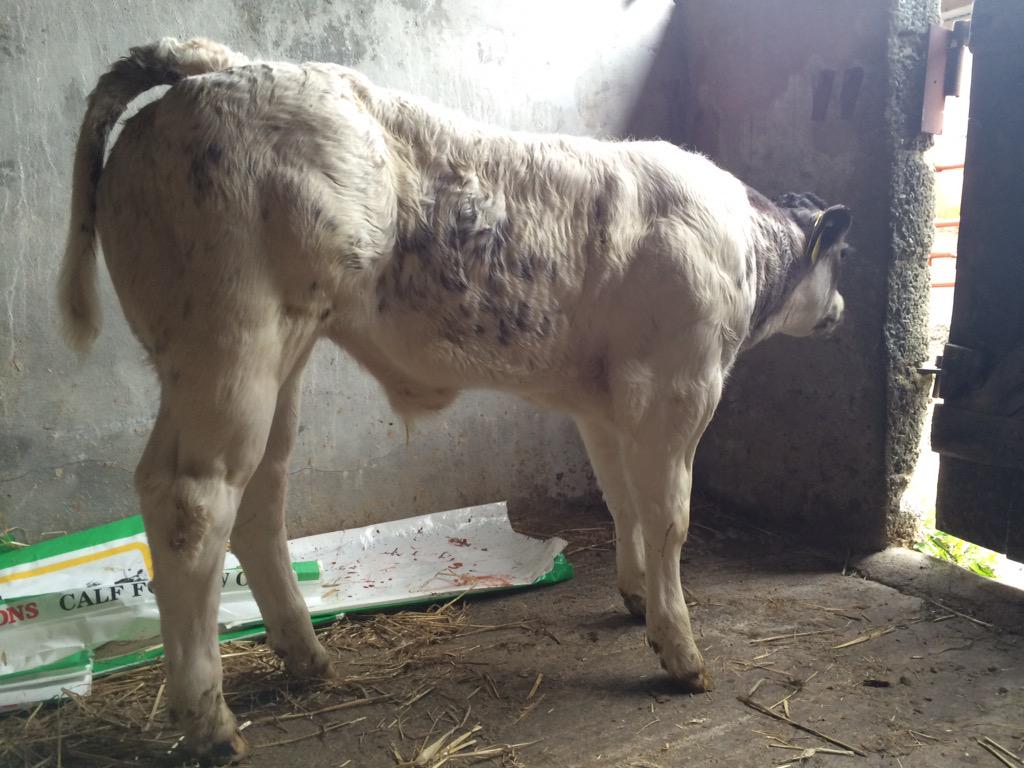 Belgian Blue Bull Calf