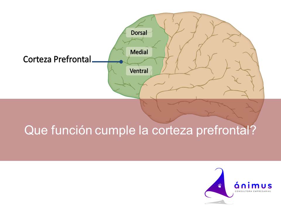 Diagrama De La Corteza Prefrontal