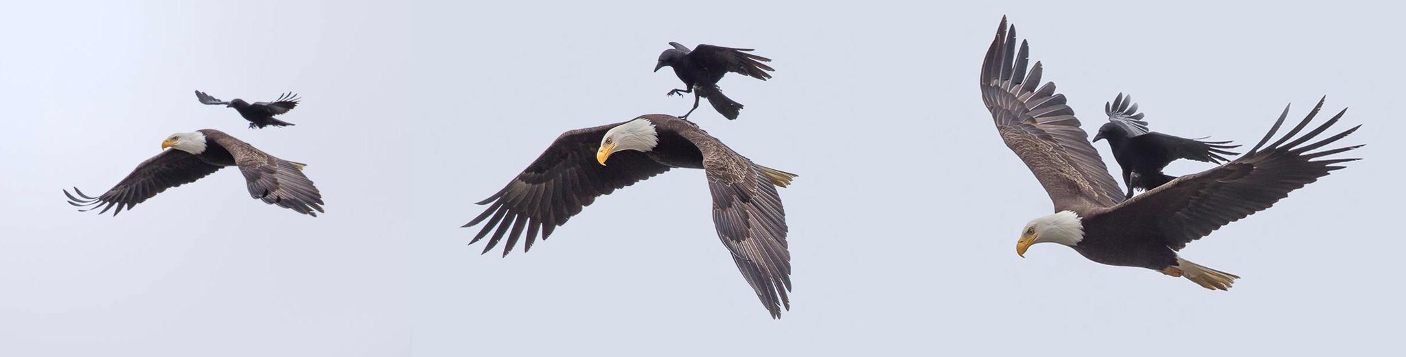 Crow hitches ride on bald eagle | Dear Kitty. Some blog