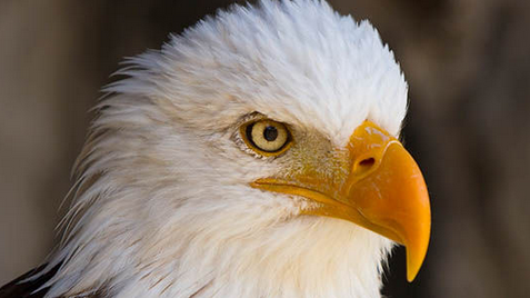 Celebrate the FourthofJuly by taking action to save America's national ...