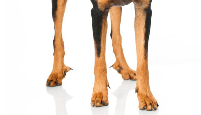 Do Dogs Have 5 Fingers