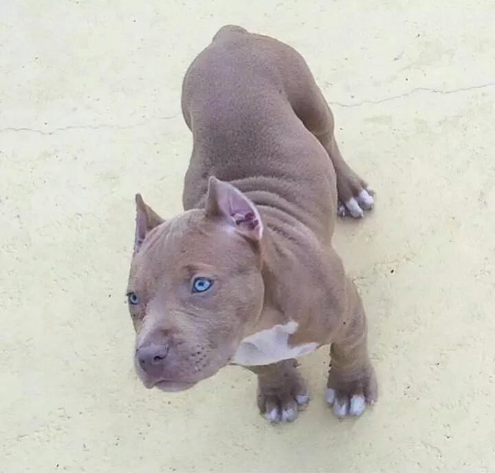 Bhrocaire Pitbull