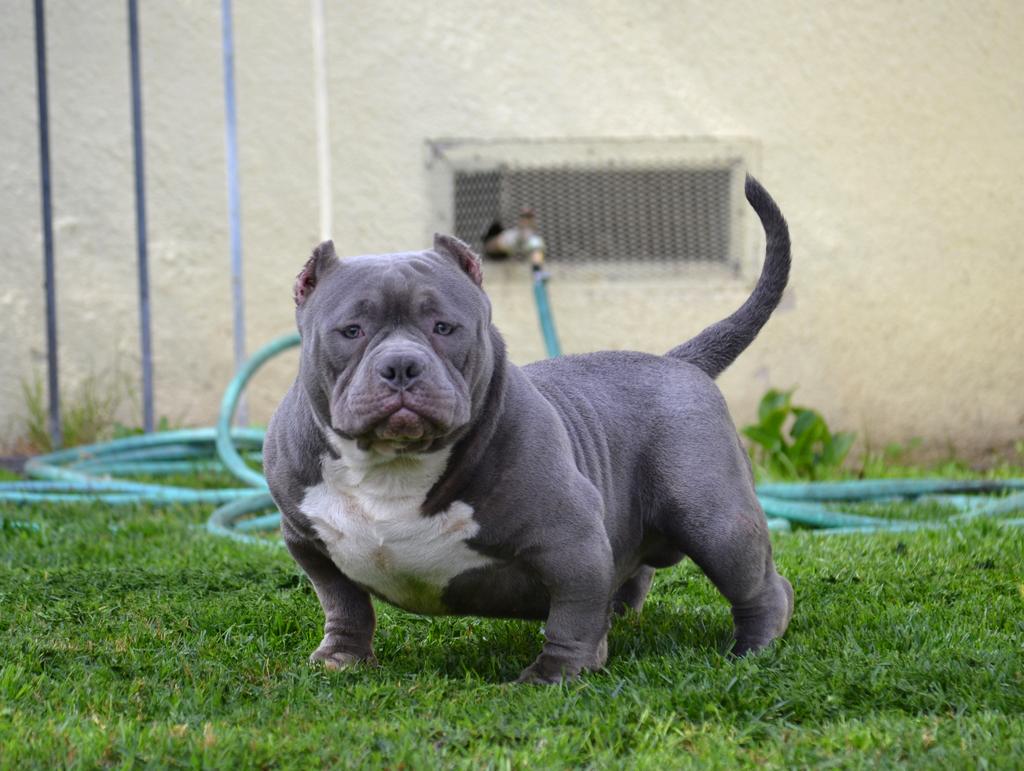 Miagi Bully