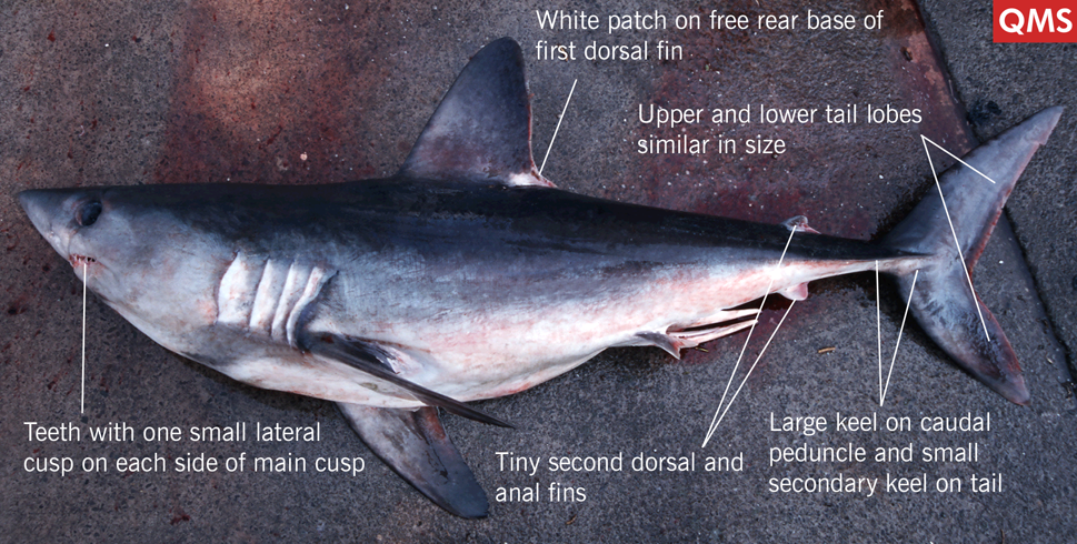 Porbeagle Shark Vs Mako