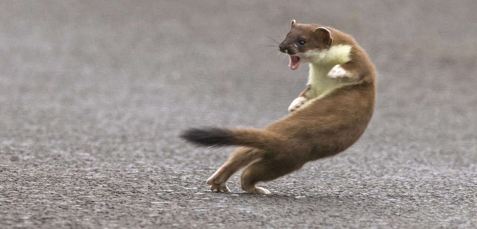 Stoat Jumping