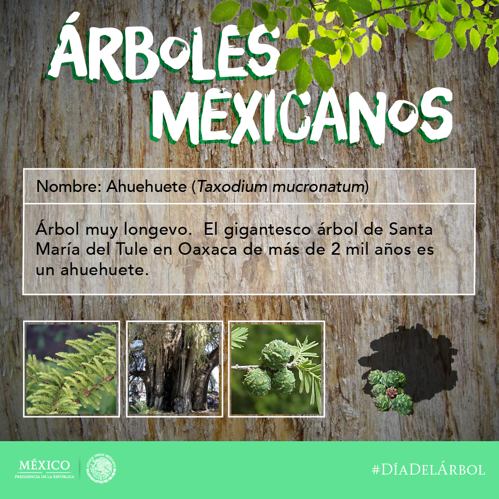 ¡celebremos a los árboles de méxico! el ahuehuete es unos de los más ...