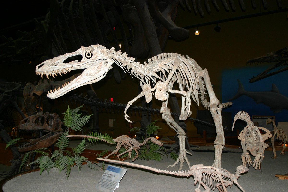 Alioramus Skeleton