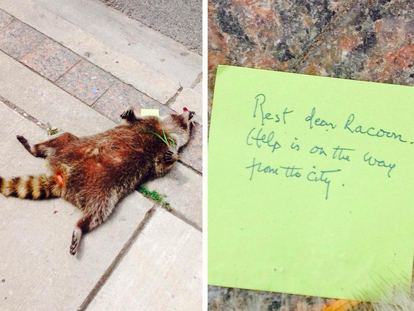 People in Toronto created a memorial to a dead raccoon after the city ...