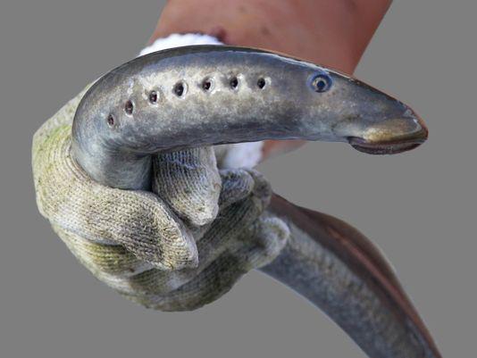 Terrifying "vampire fish" falling from the sky in Alaska | Scoopnest