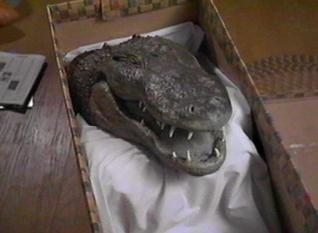 Happy Gilmore Alligator