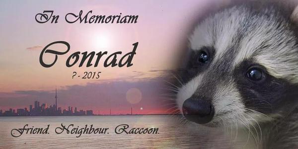 How and why Torontonians united over a dead raccoon named Conrad | Sky ...