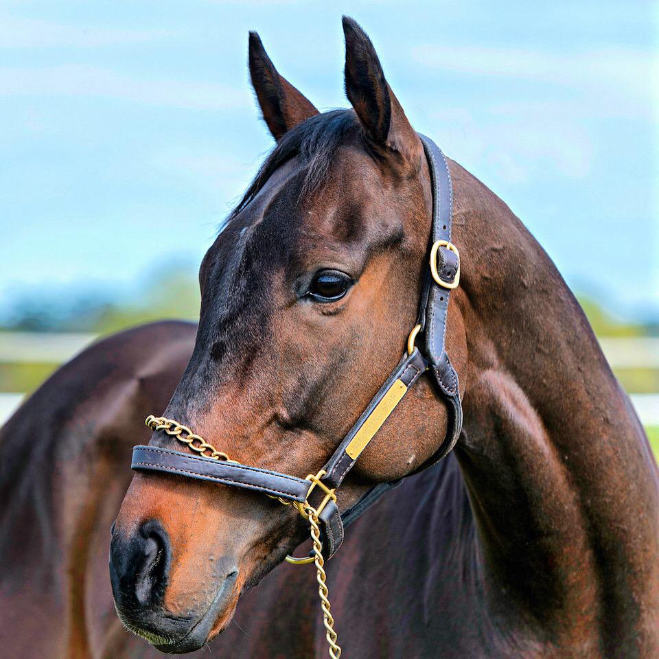 READYING – Canadian Thoroughbred