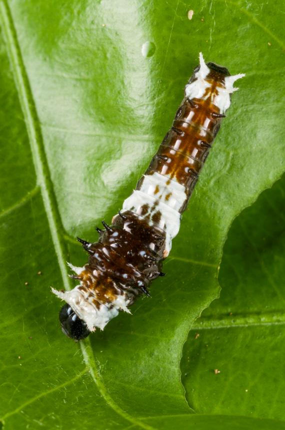 Bird Poop Caterpillar