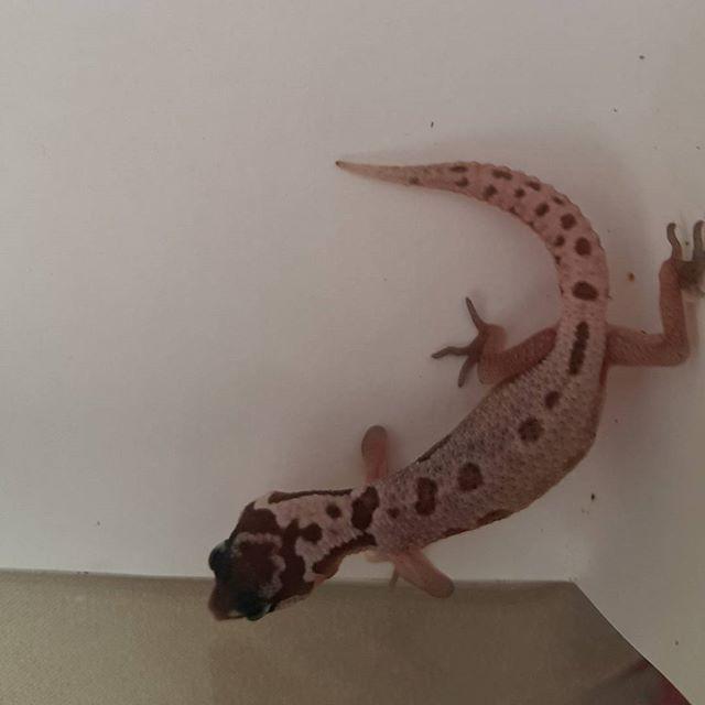 Patternless Mack Snow Leopard Gecko