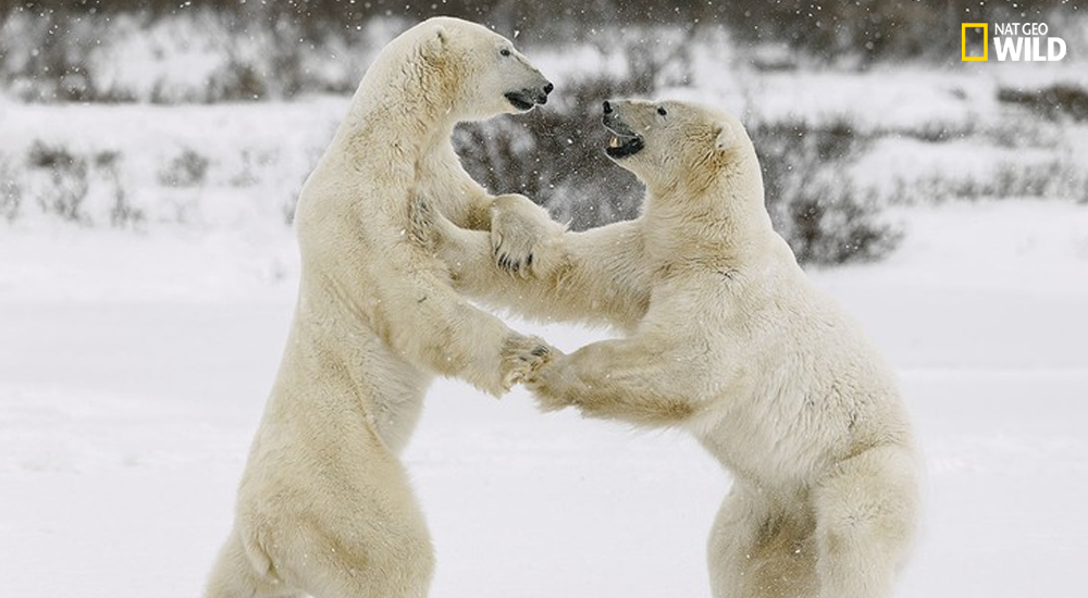 Polar Bears Standing On Feet