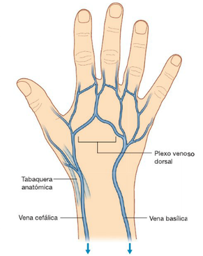 REGIÓN DE LA MANO, dropped image link, dropped image link, dropped image…