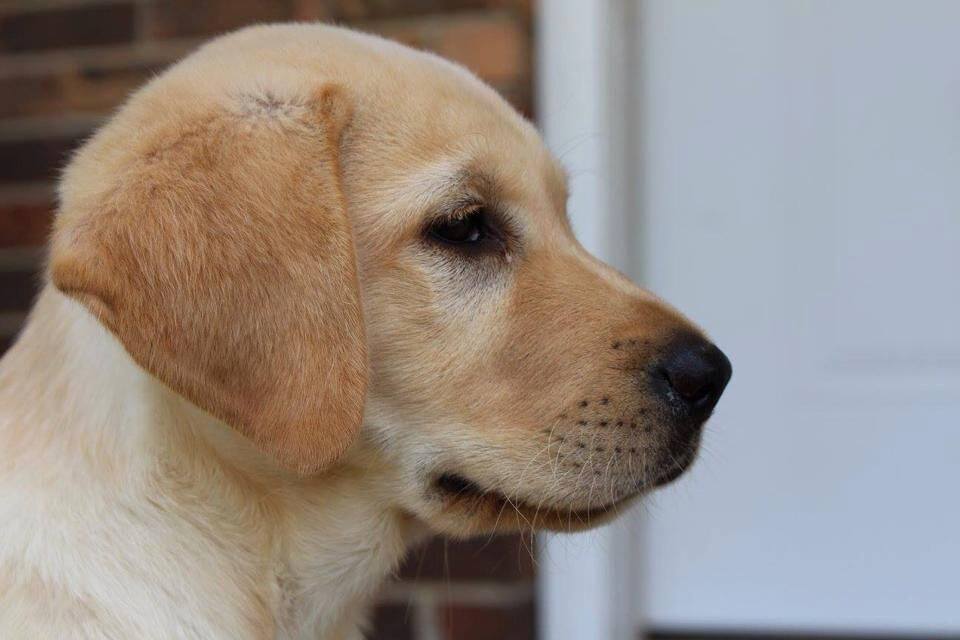 Labrador… Apaixone-se! – prainiciodeconversa