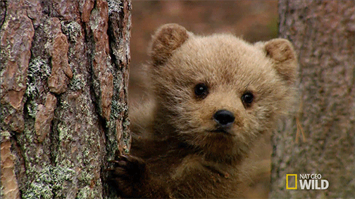Baby Brown Bear